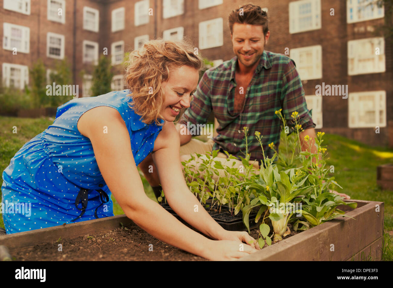 Couple planting raised bed on council estate allotment Stock Photo - Alamy
