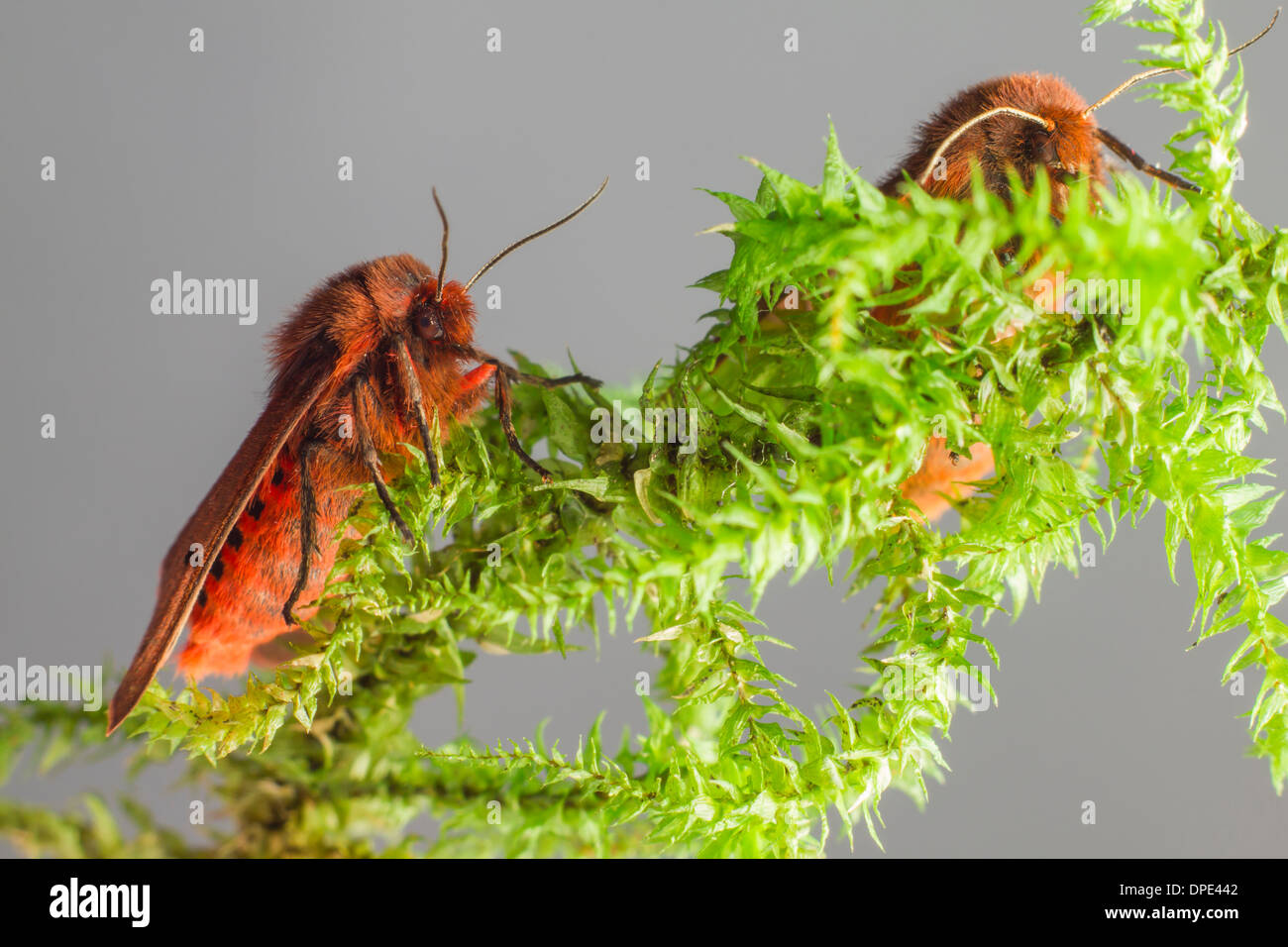 The Ruby Tiger (Phragmatobia fuliginosa Stock Photo - Alamy