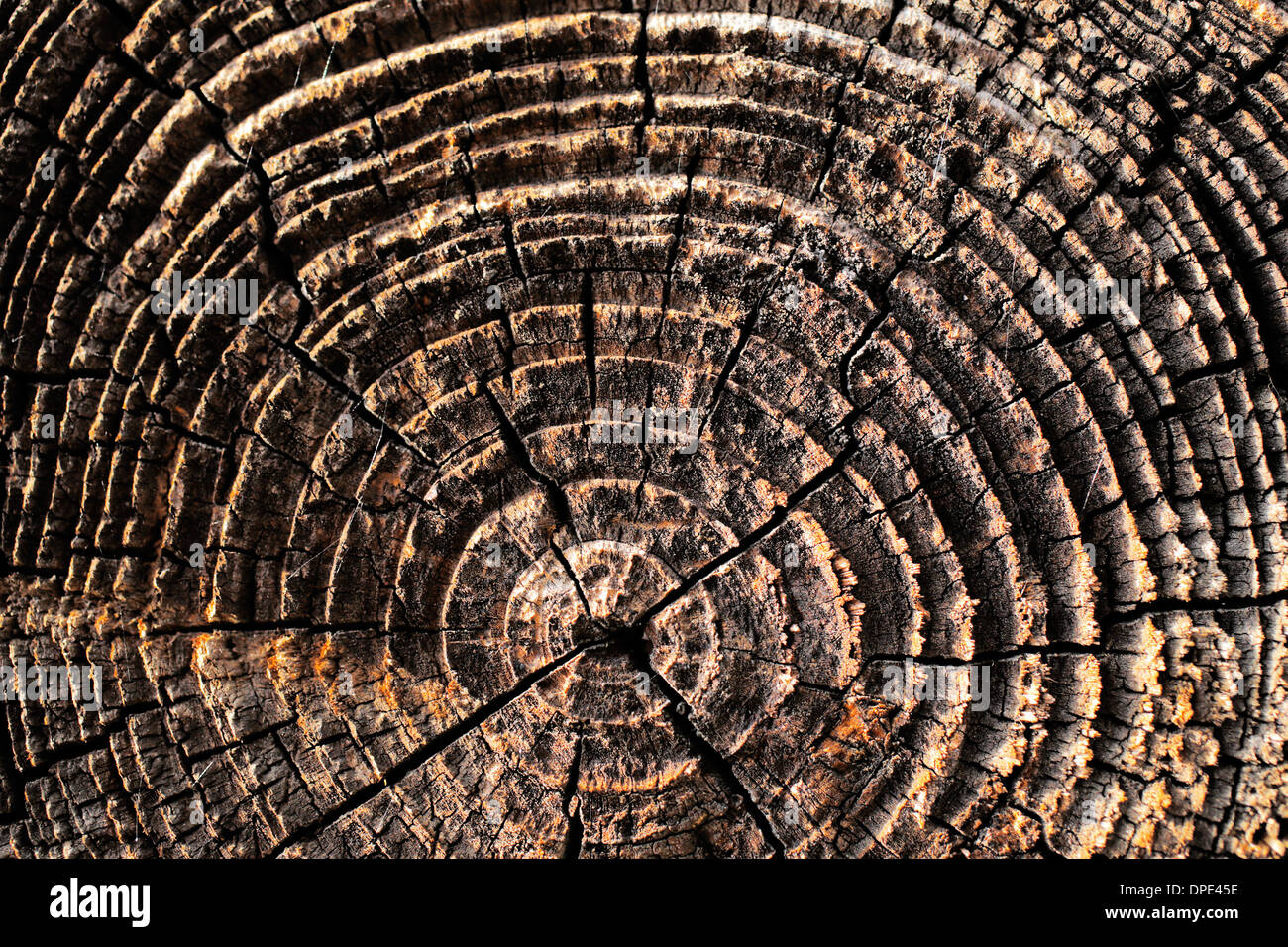 Natural details of sun dried wood of a 100 years old barn Stock Photo ...