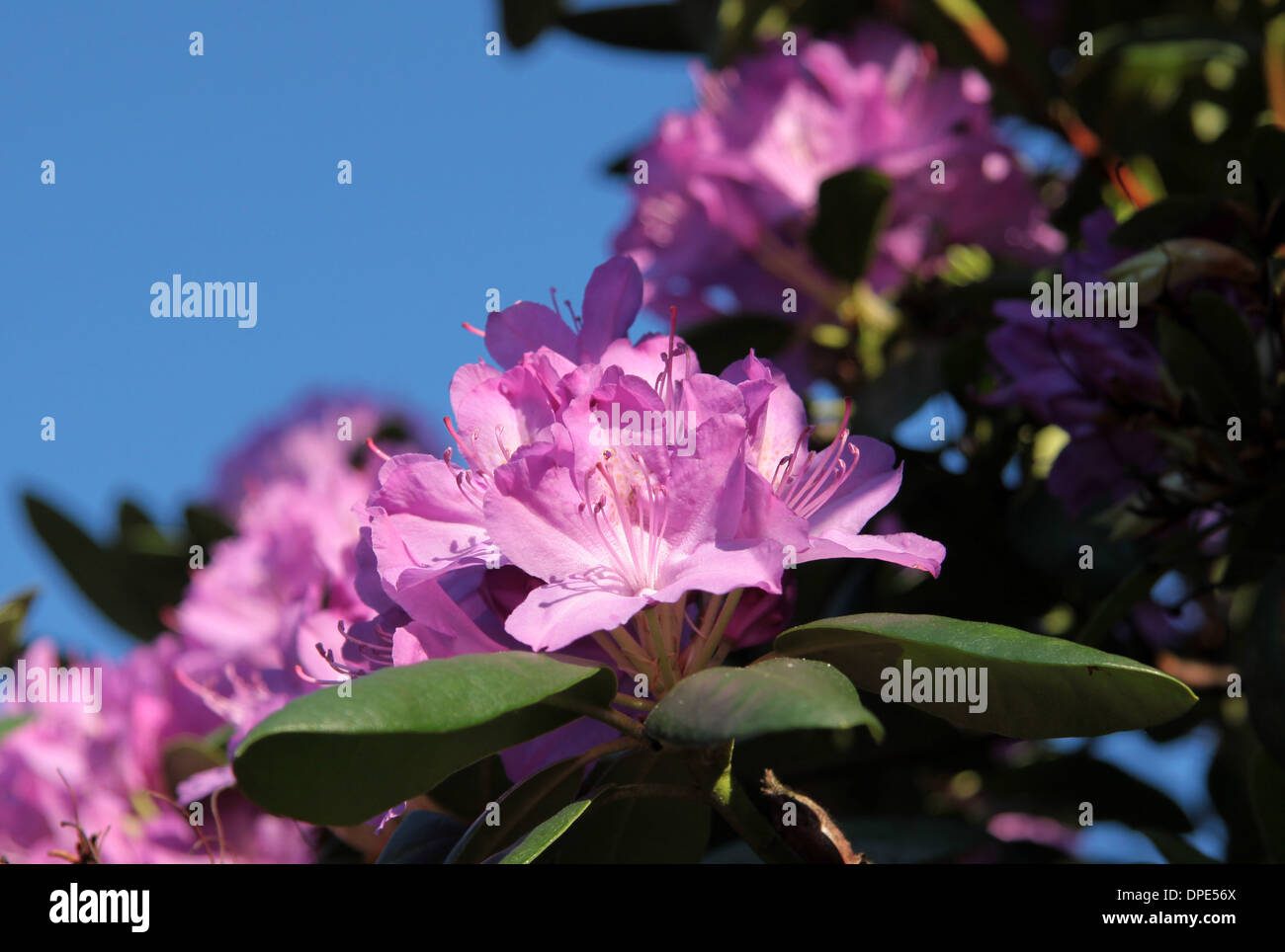 Pink rhododendron hi-res stock photography and images - Alamy
