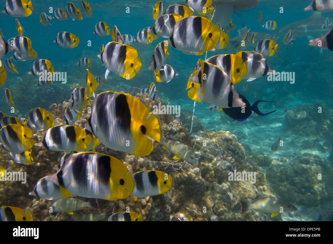 Pacific Double-saddle Butterflyfish (Chaetodon ulietensis) swimming in ...