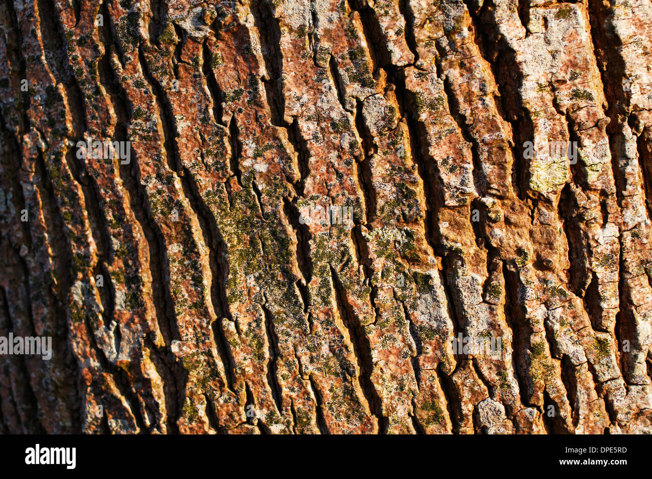 A close-up picture of a tree bark Stock Photo - Alamy