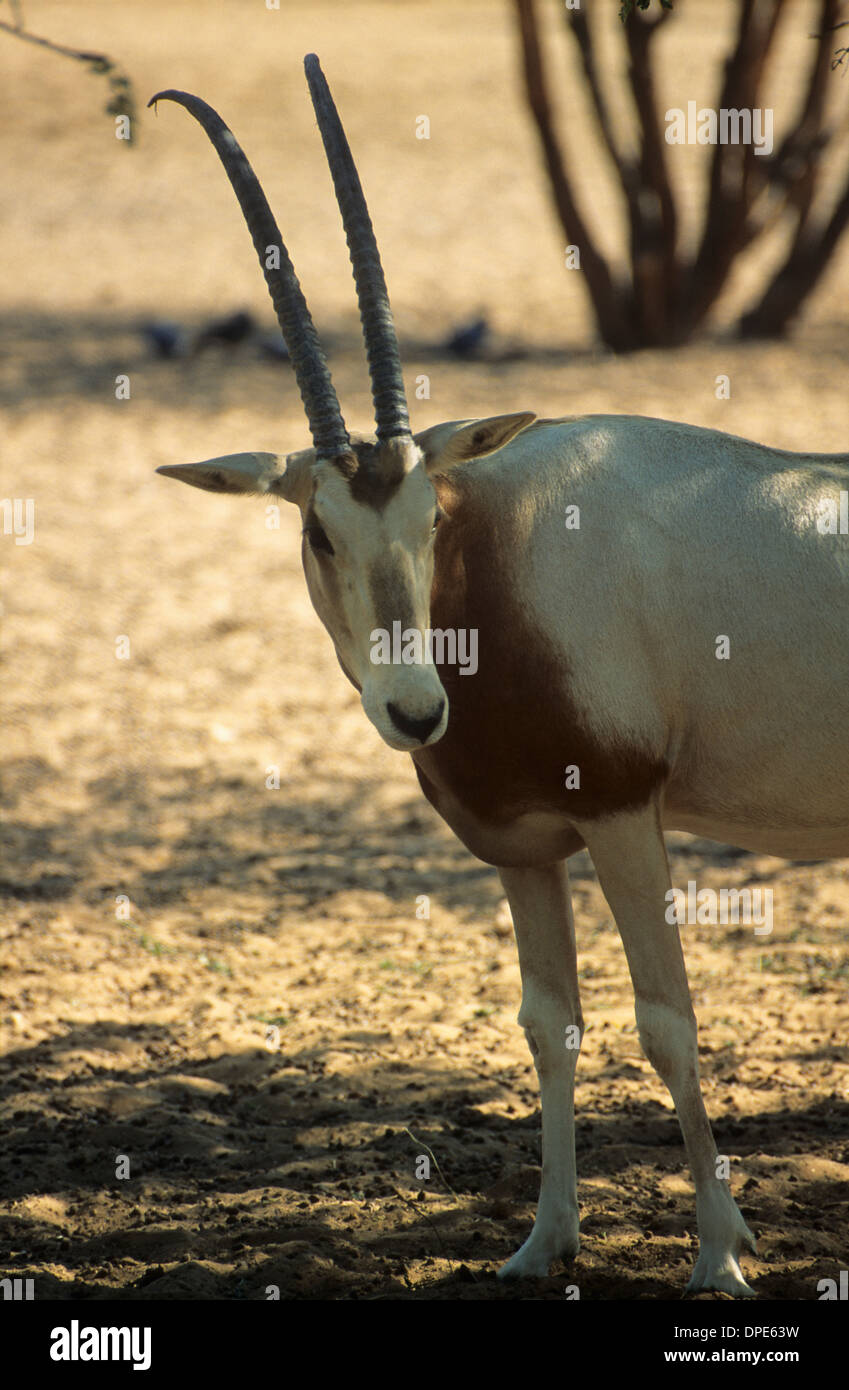 Bahrain, an Arabian Orynx as seen at the Al-Areen wildlife sanctuary ...