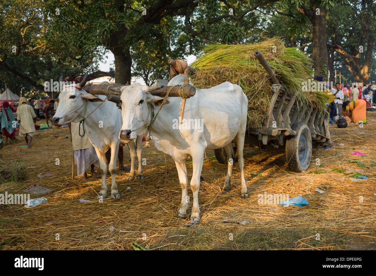 Ox cart loaded with fodder at the Sonepur Mela, Sonepur, Bihar, India ...