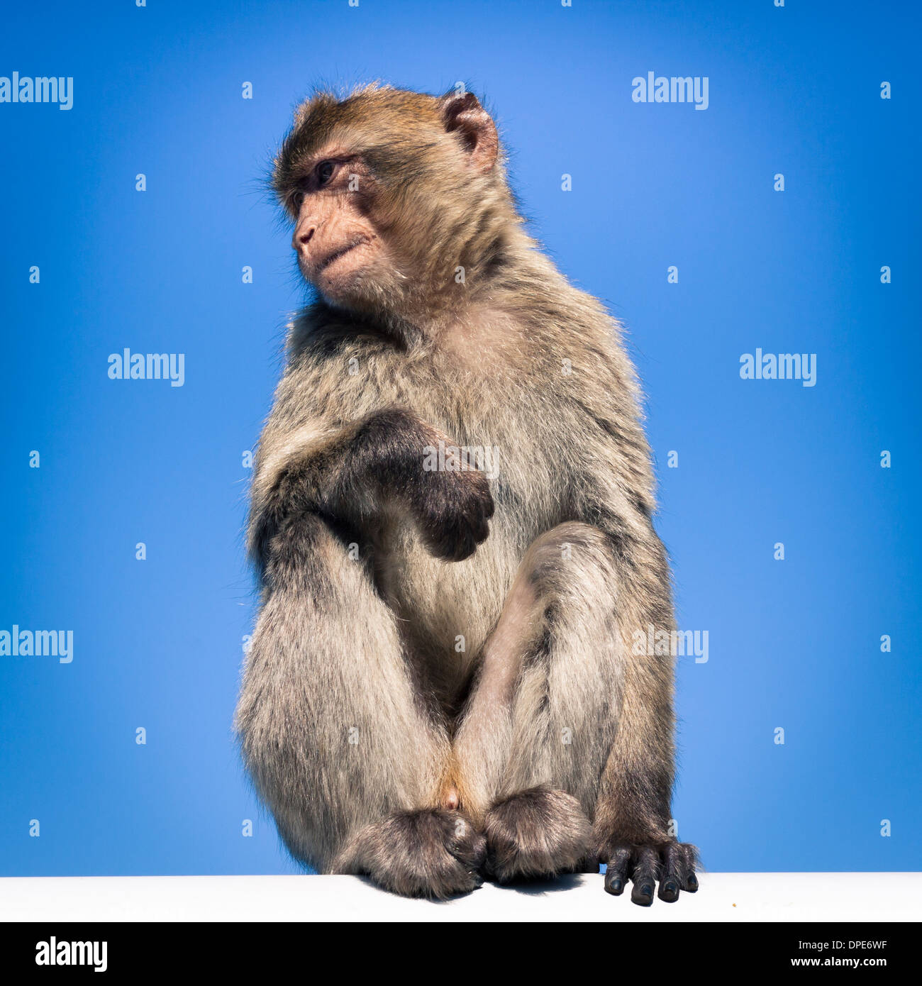 The gibraltar barbary macaques hi-res stock photography and images - Alamy