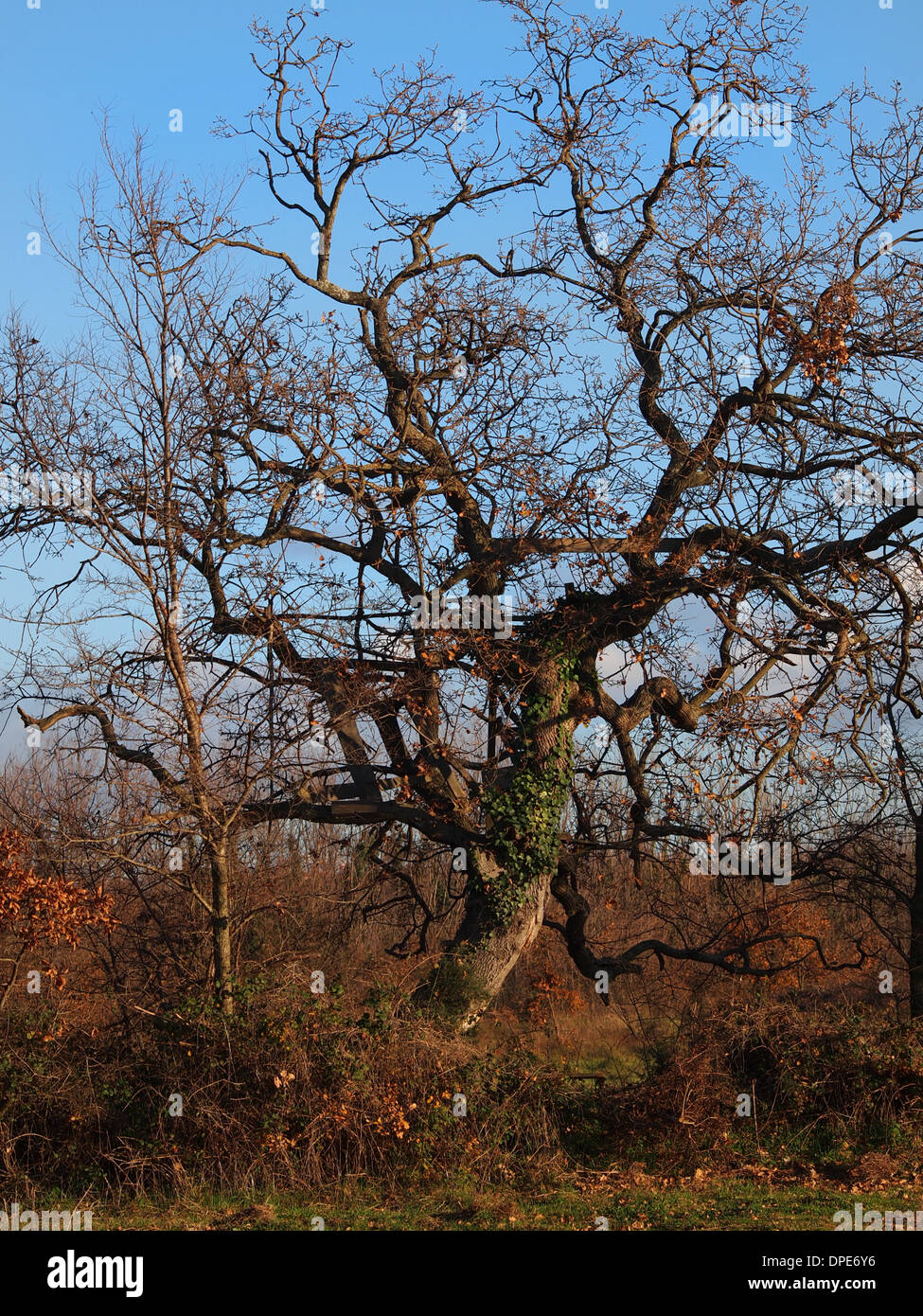 Oak tree grove hi-res stock photography and images - Alamy