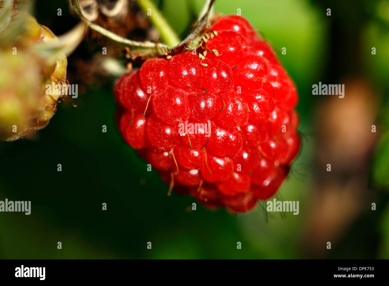 A close-up picture of a juicy raspberry on a green background Stock ...