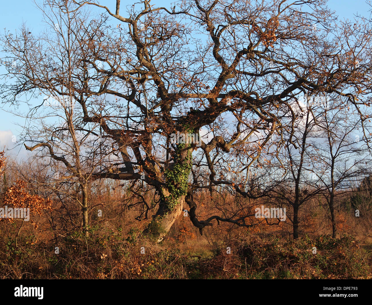 Oak tree grove hi-res stock photography and images - Alamy