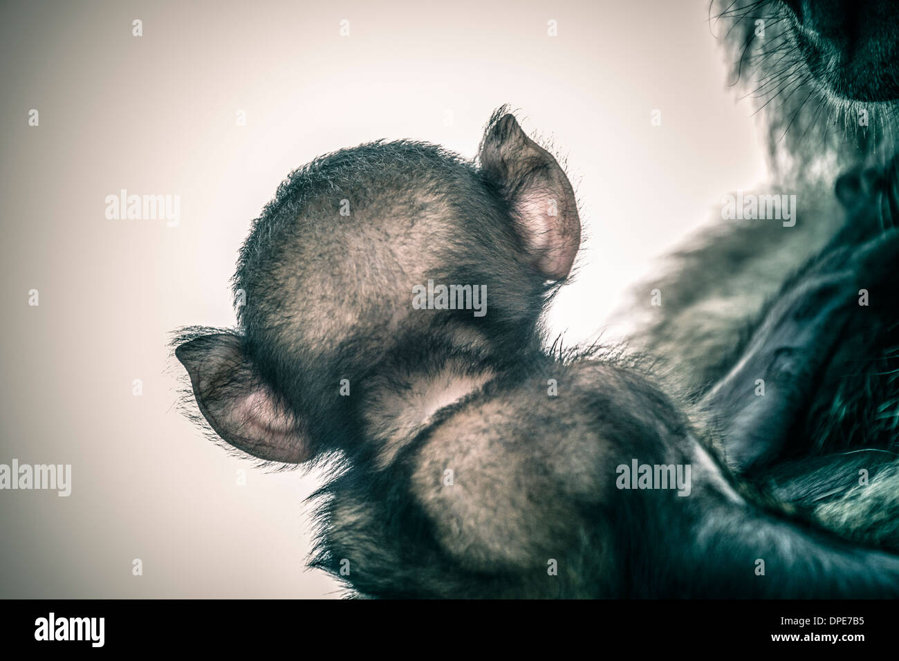 Creative portrait of rear view of monkey like mythological creature imp ...