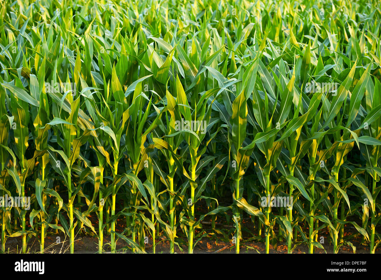 Corn Field Closeup. Few Weeks Old Corn. Agriculture Collection Stock ...