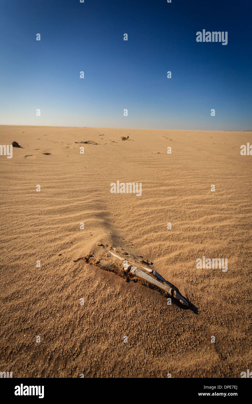 Seal bones on the skelton coast, Namibia Stock Photo - Alamy