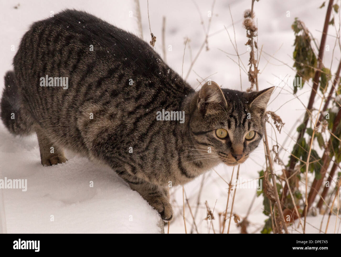 Female Tabby cat gets her first experience with snow Stock Photo - Alamy