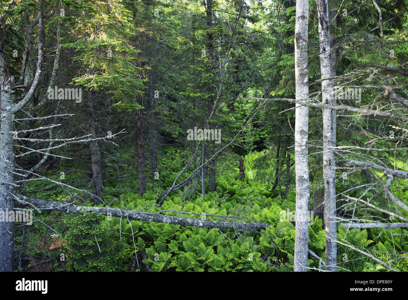 Northern Minnesota Forest. Trees and Ferns. Nature Collection Stock ...