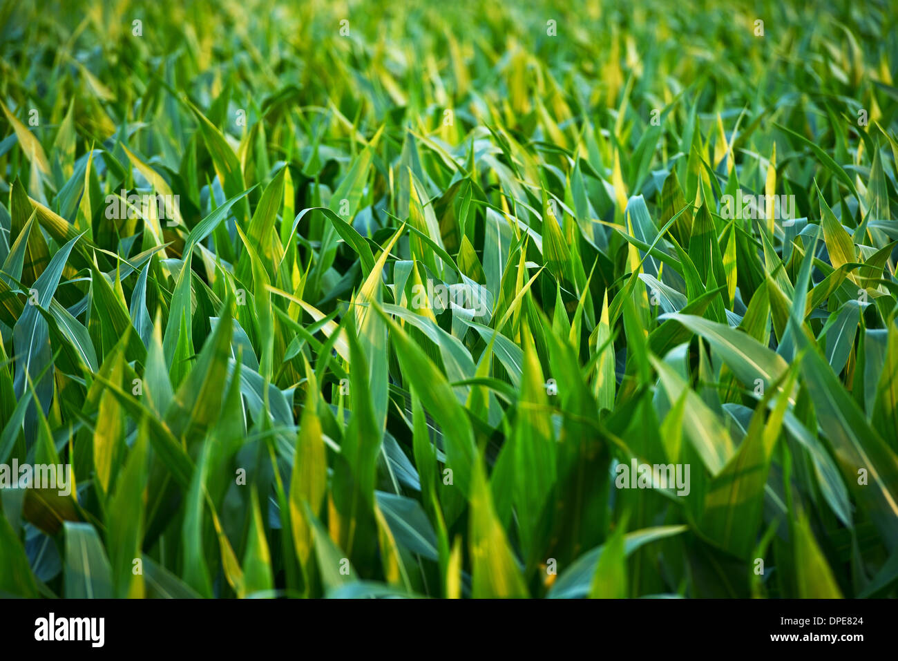 Countryside Corn Fields Closeup. Corn Field in Illinois, USA Stock ...