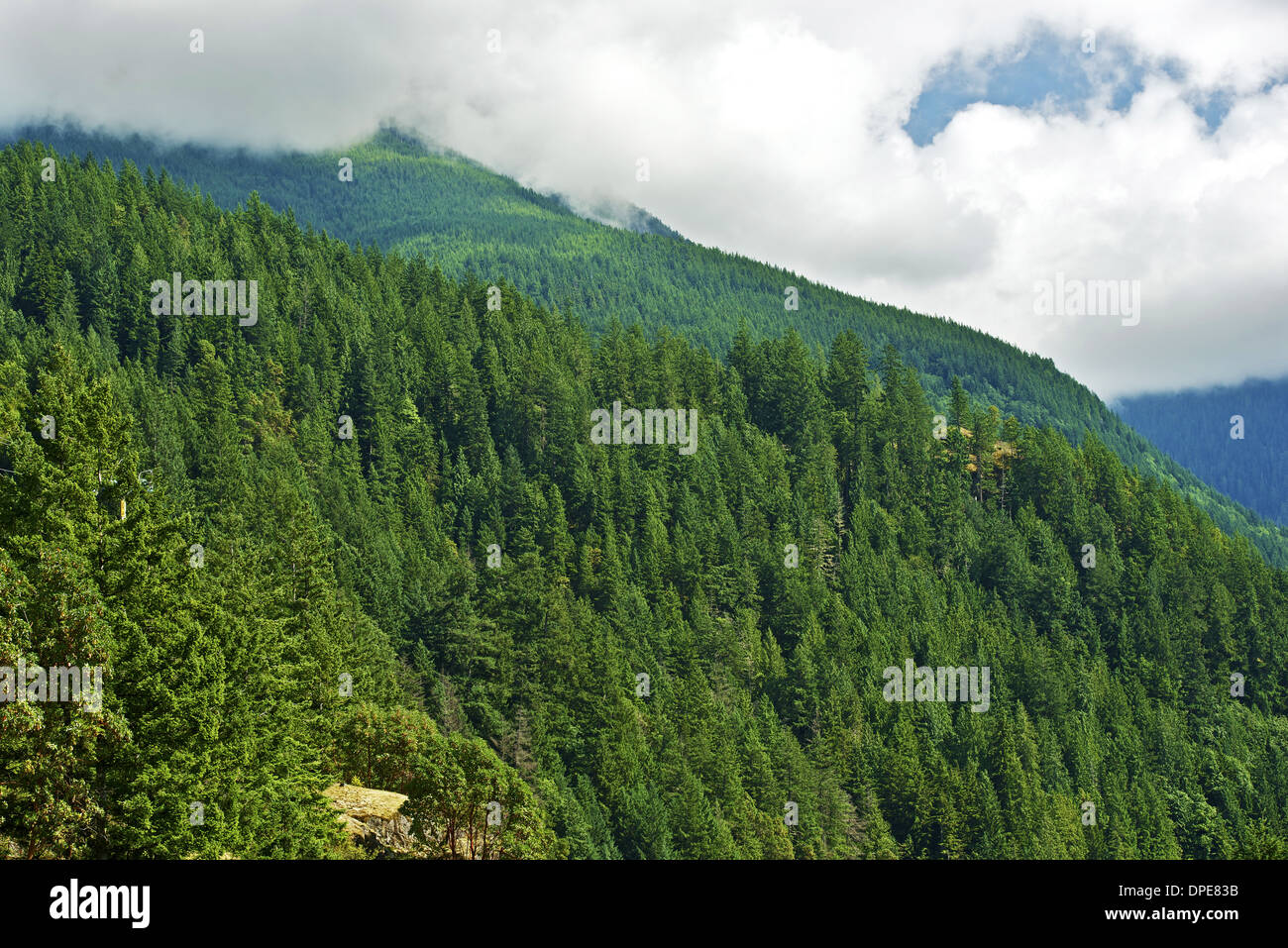 Never ending forest hi-res stock photography and images - Alamy