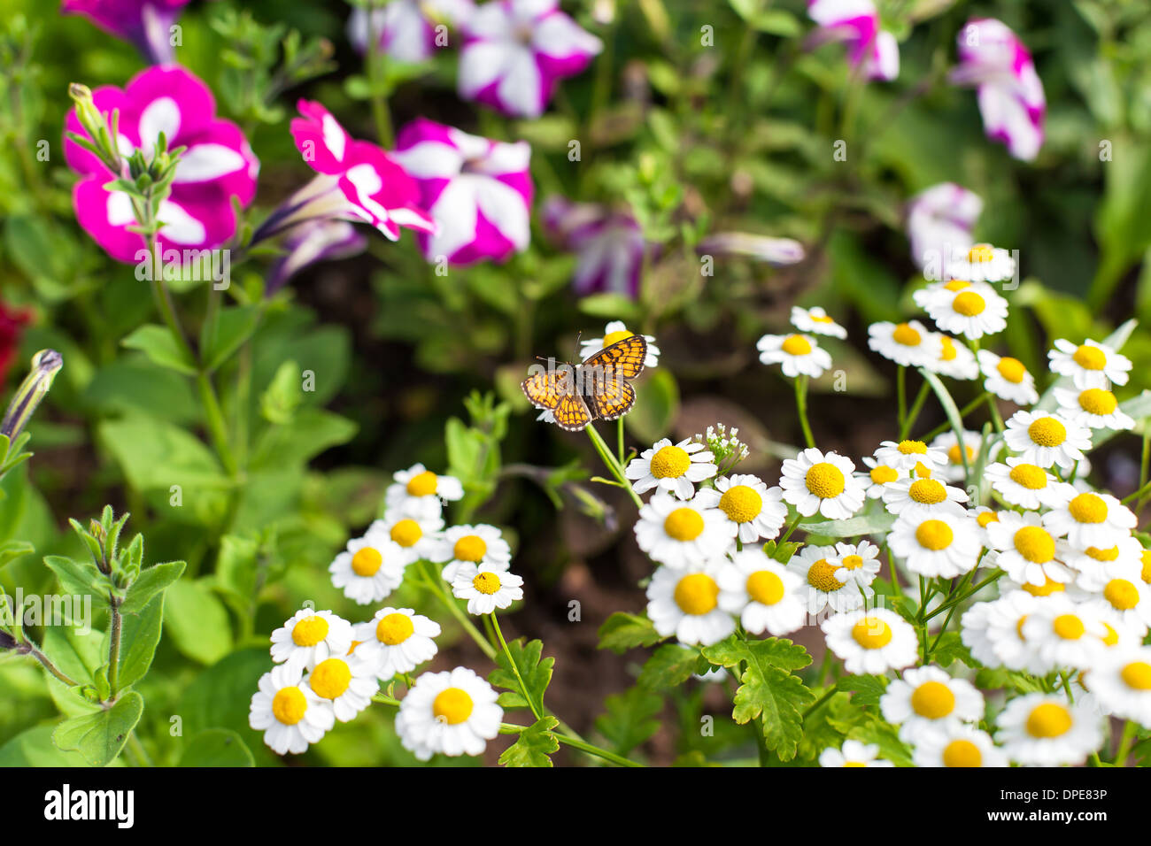 Yellow camomile field on hi-res stock photography and images - Alamy