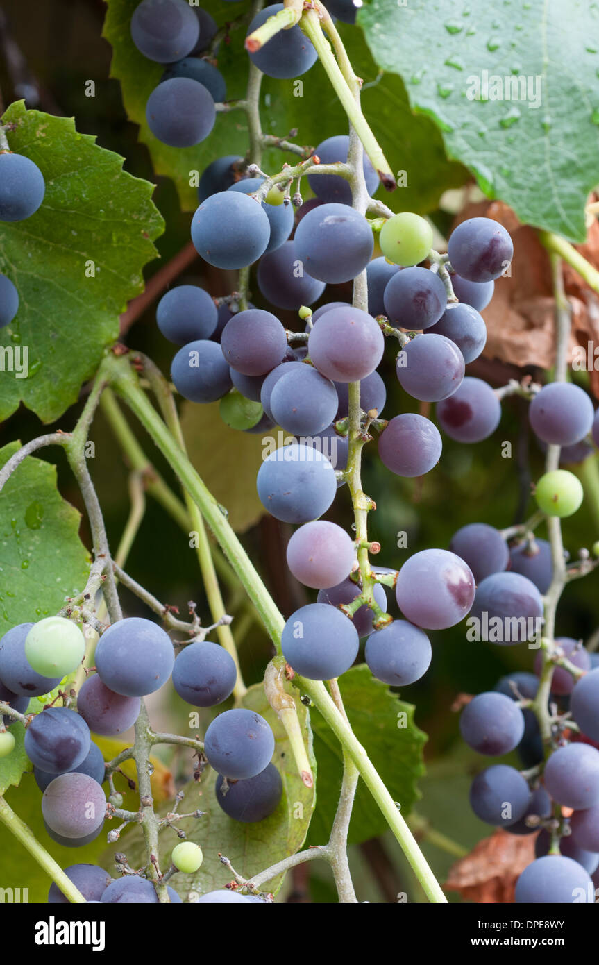 Concord grapes on vine, Okanagan British Columbia Stock Photo - Alamy