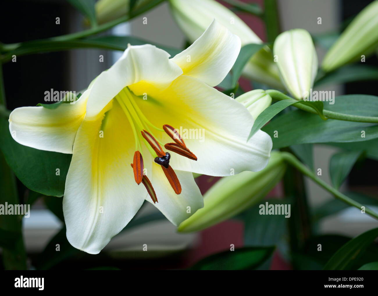 Lily in garden hi-res stock photography and images - Alamy