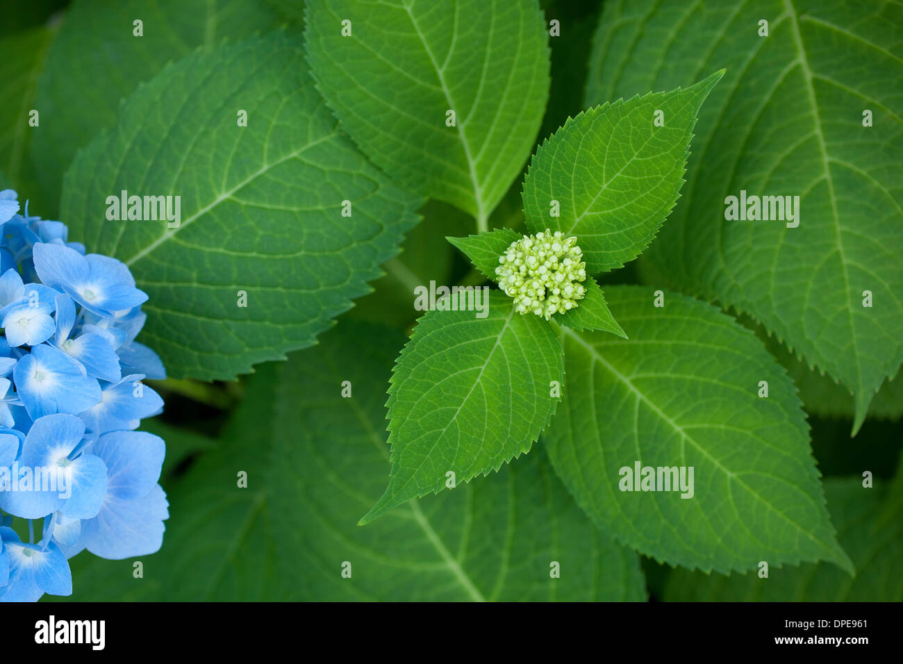 Blue hydrangea blossom hi-res stock photography and images - Alamy
