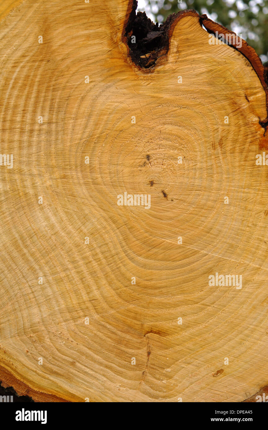 Split ring timber hi-res stock photography and images - Alamy