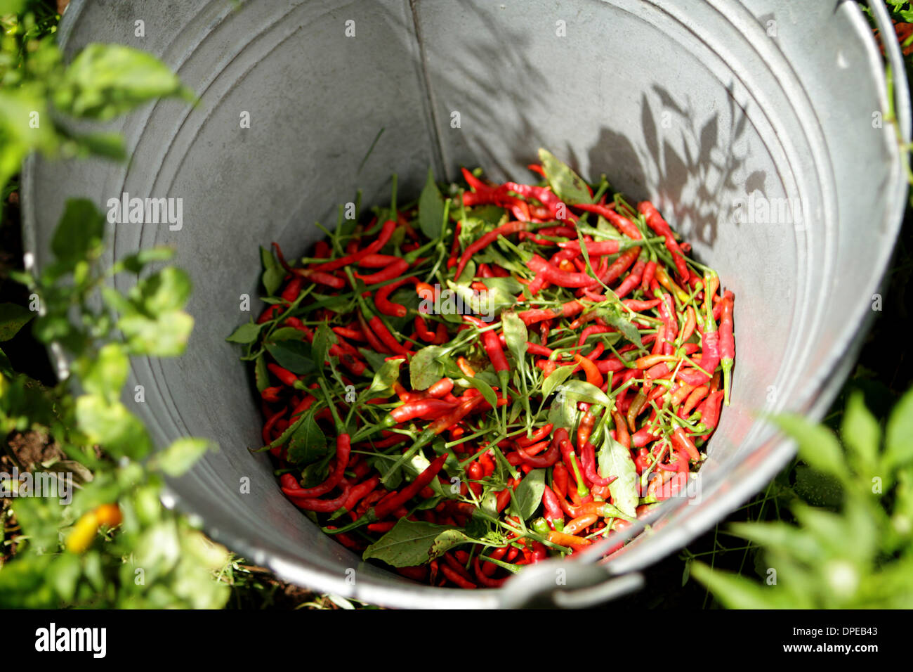 Chillis in the market hi-res stock photography and images - Alamy