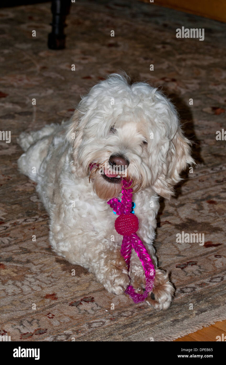 Cockapoo with dog toy Stock Photo - Alamy