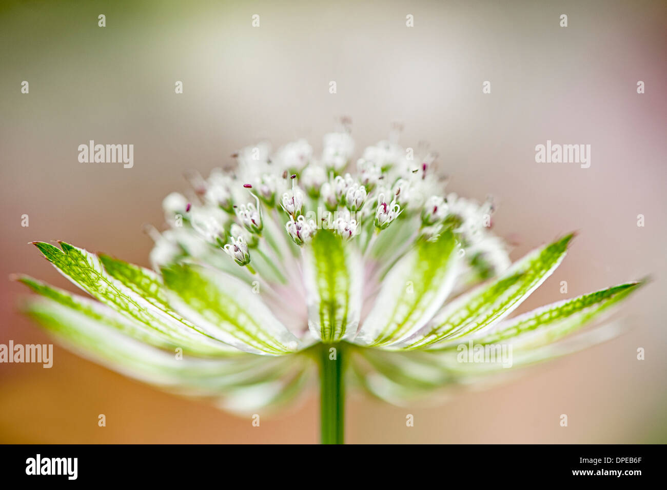 Astrantia major white summer hi-res stock photography and images - Alamy