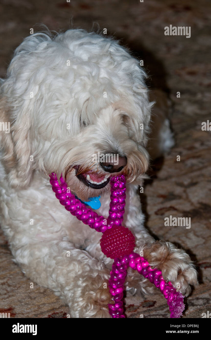 Cockapoo with dog toy Stock Photo - Alamy