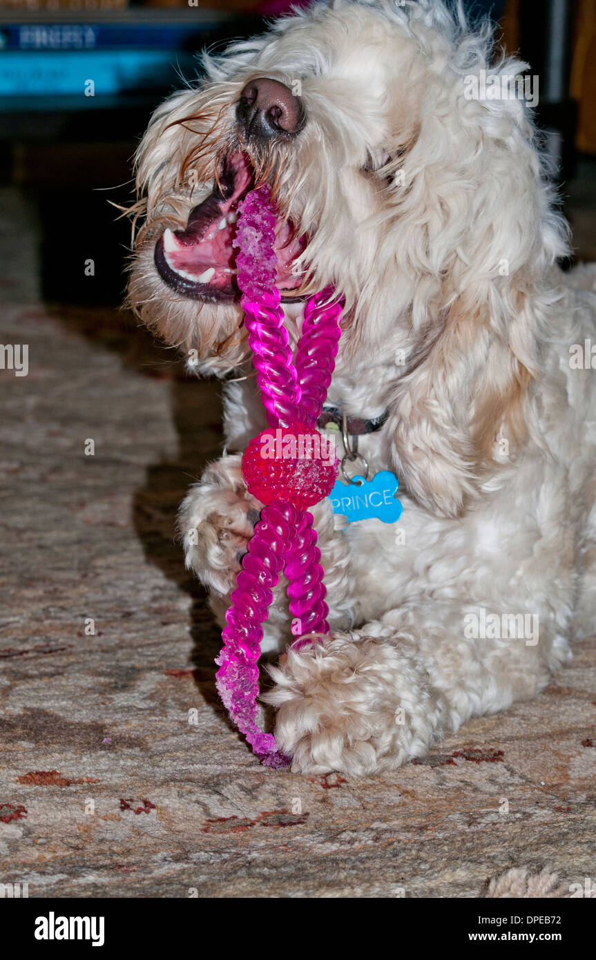 Cockapoo with dog toy Stock Photo - Alamy