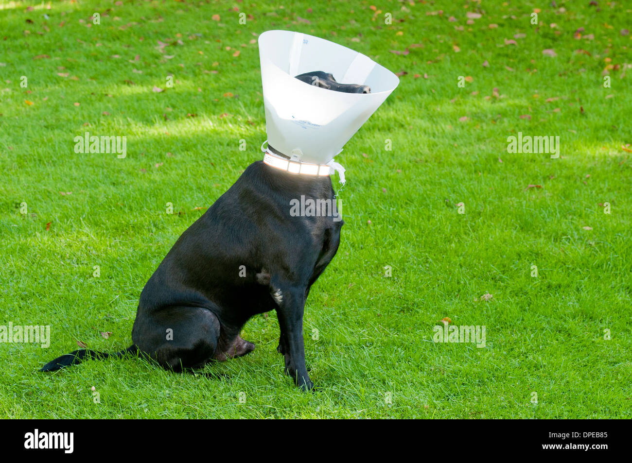 Black Labrador wearing Elizabethan collar Stock Photo - Alamy