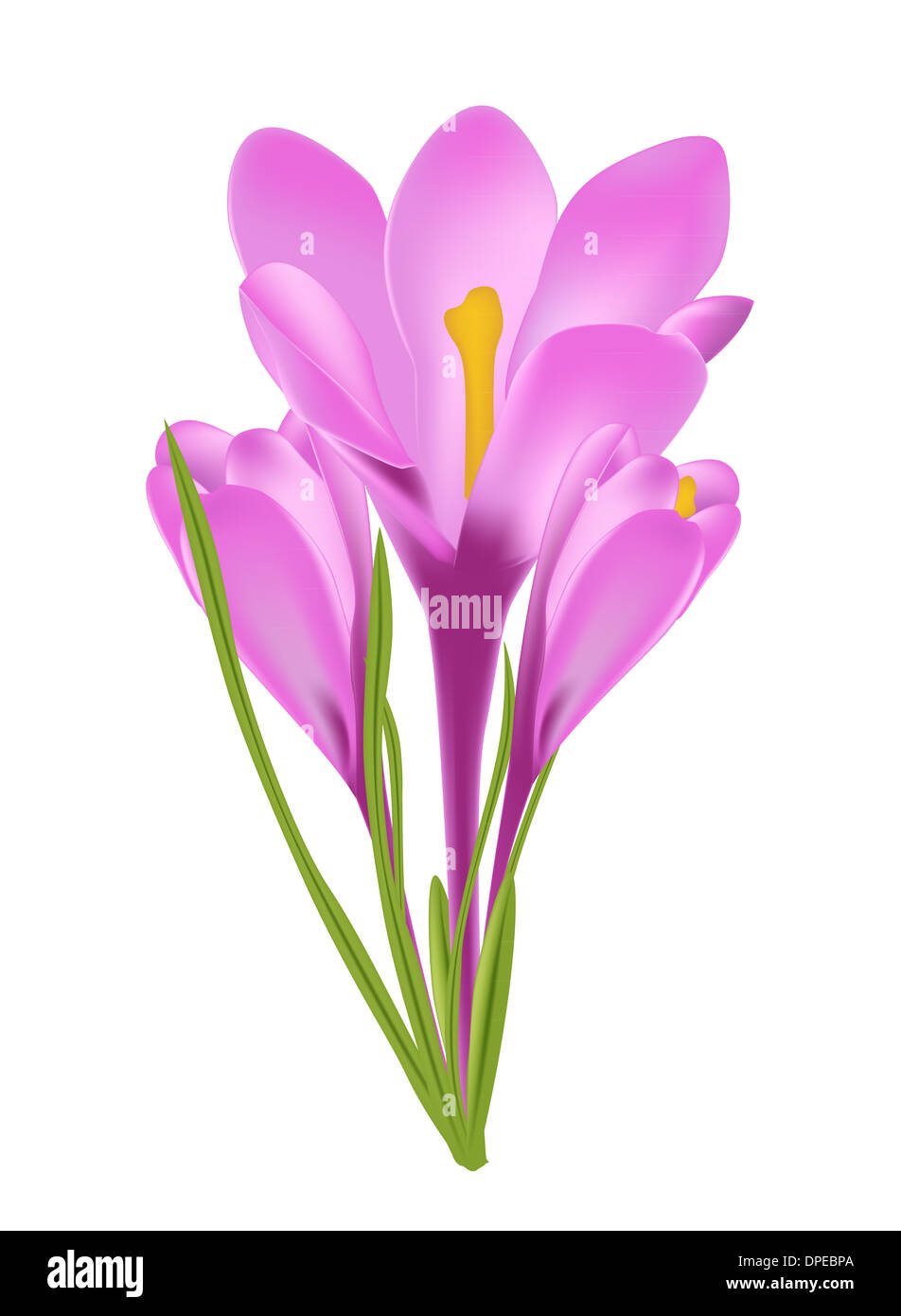 Vector illustration of crocus flower Stock Photo - Alamy