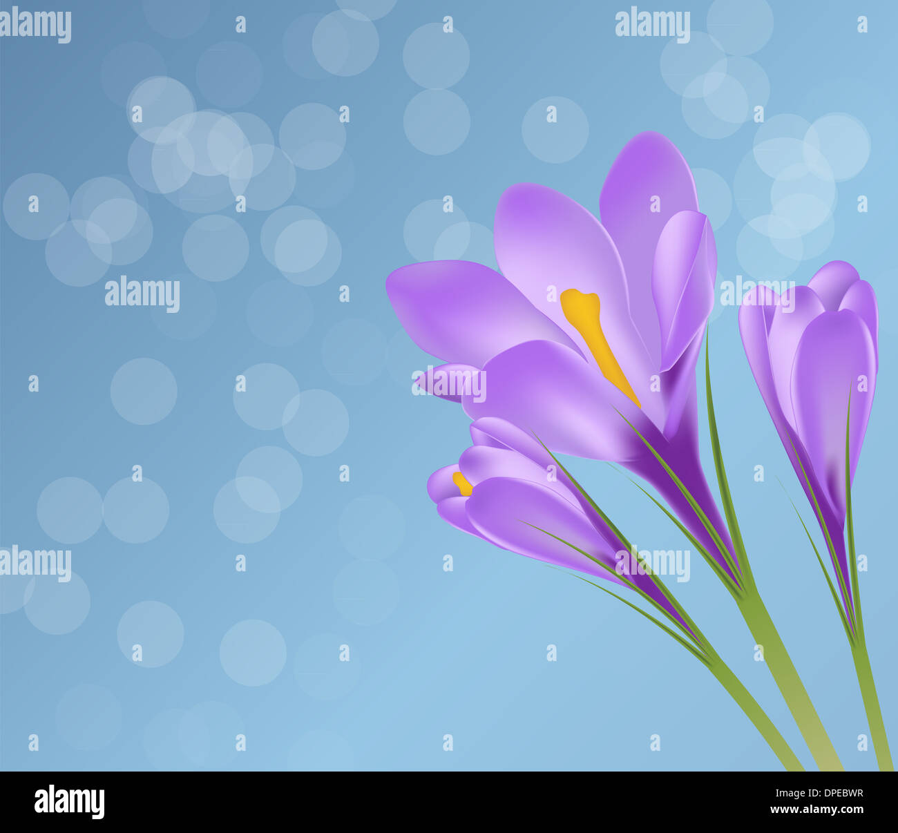 Vector illustration crocus flower background Stock Photo - Alamy