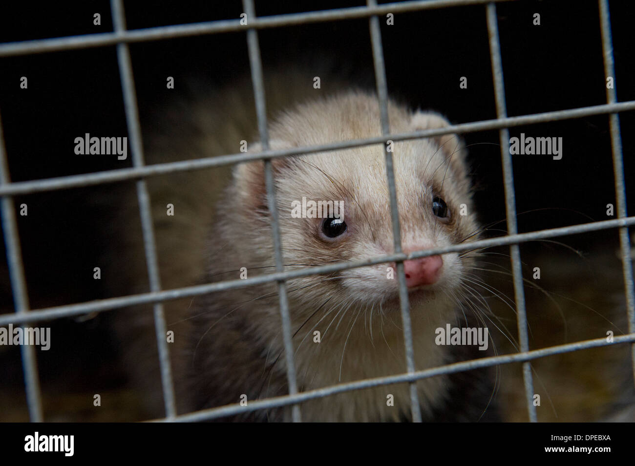 Ferreting for rabbits hi-res stock photography and images - Alamy