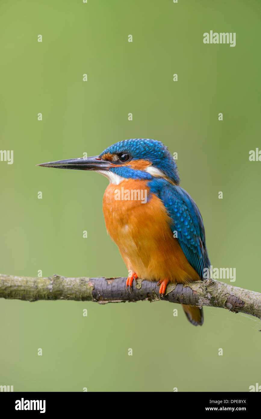 Eisvogel, Alcedo atthis, Kingfisher Stock Photo - Alamy