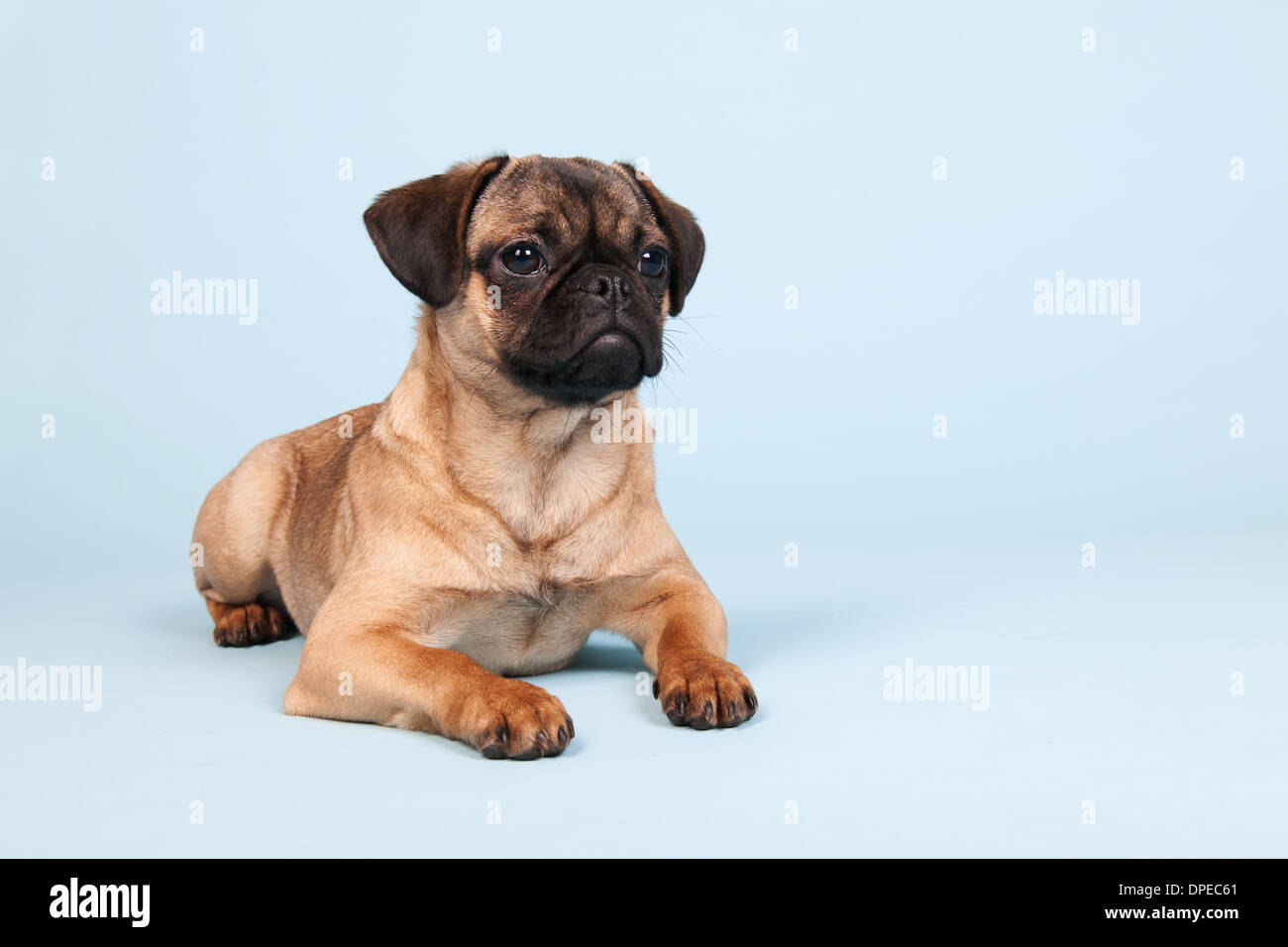 Little puppy pug portrait on blue background Stock Photo - Alamy