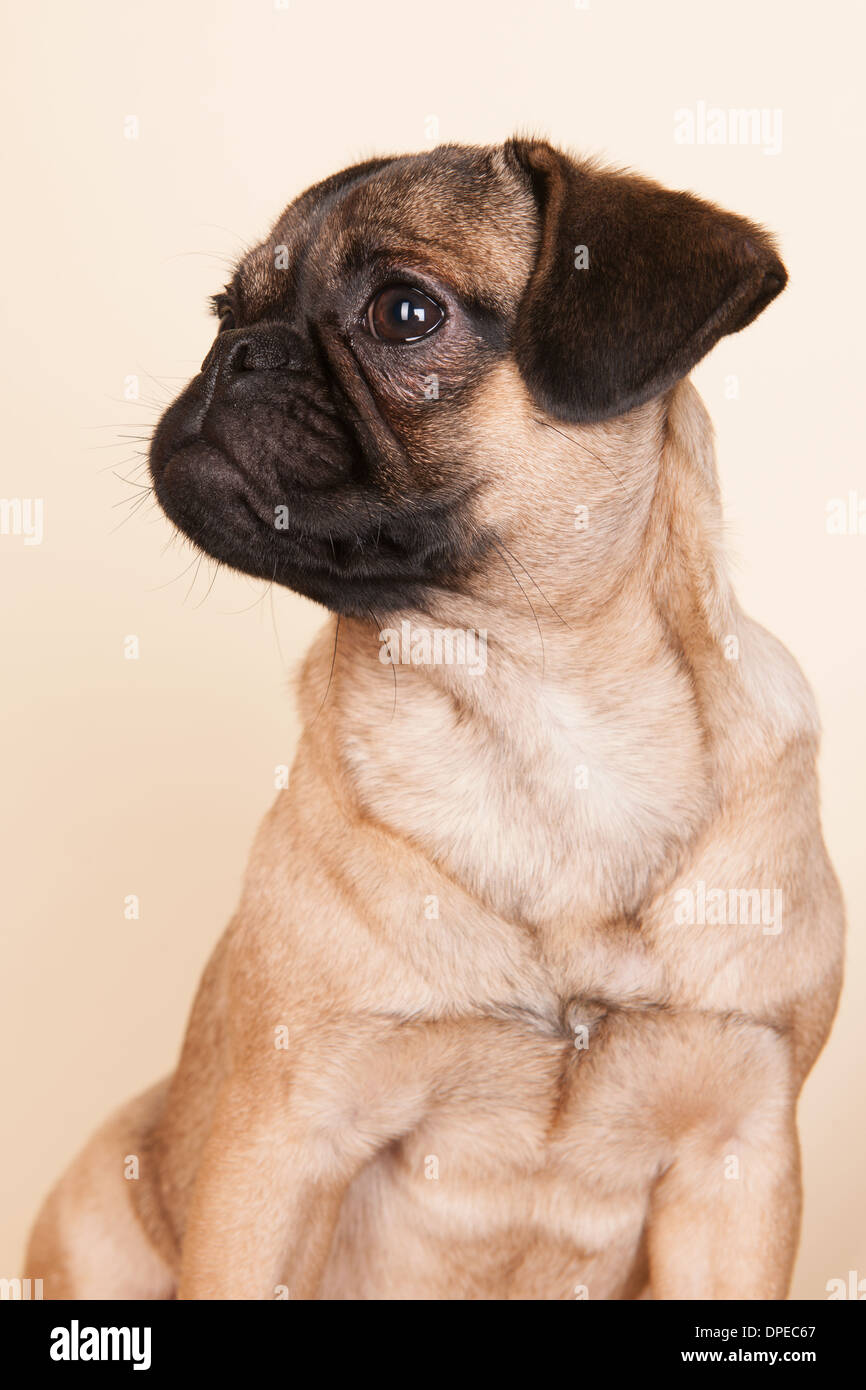 Little puppy pug portrait in studio on cream background Stock Photo - Alamy
