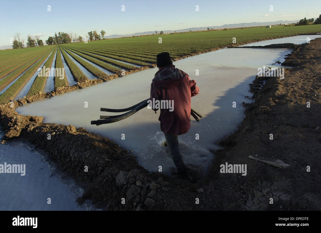 (Published 01/02/2003, A-1) Irrigator Rogelio Estrada carries siphons ...