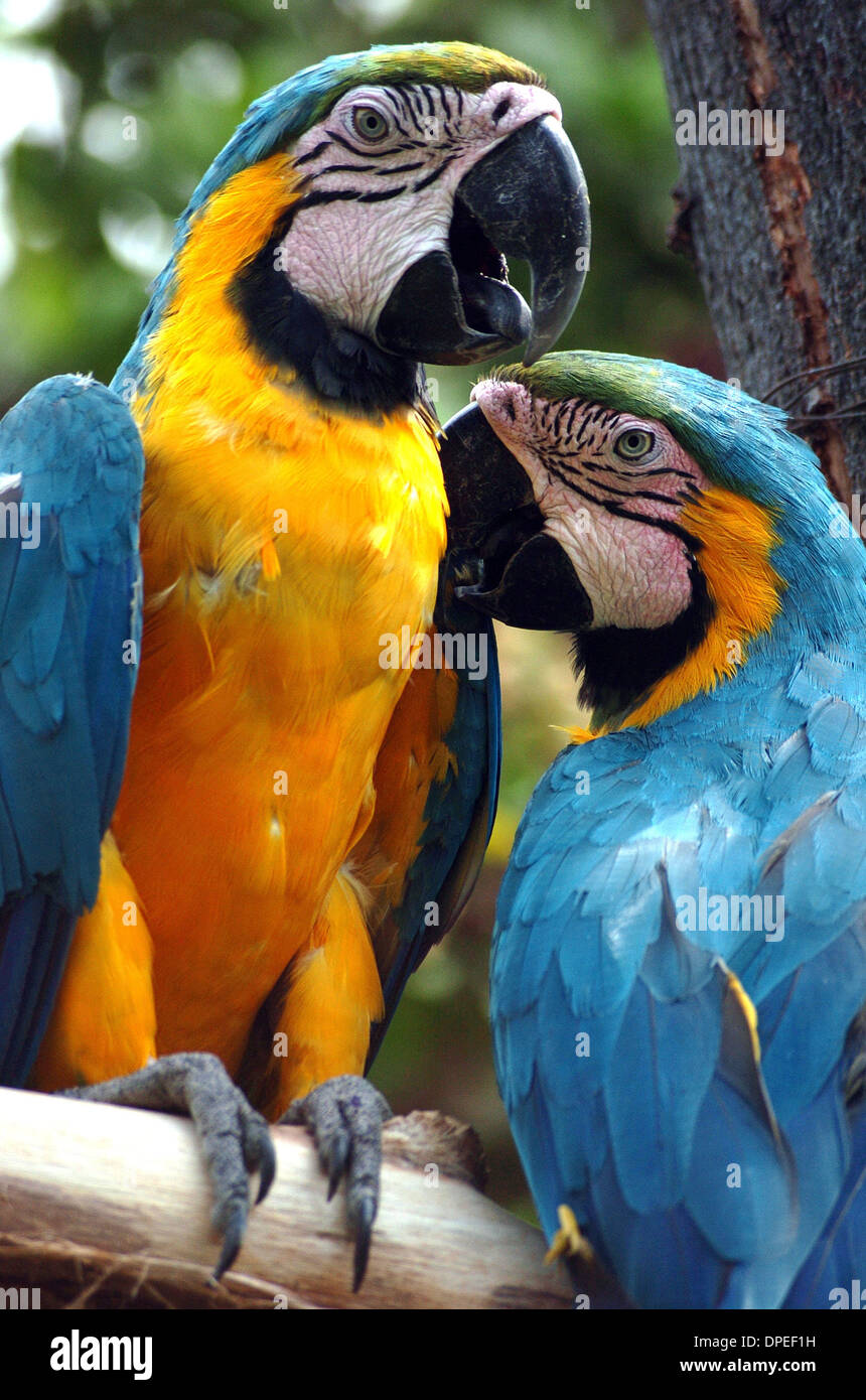 Nov 10, 2006 - Guayaquil, Ecuador - Two Macau parrots clean each other ...