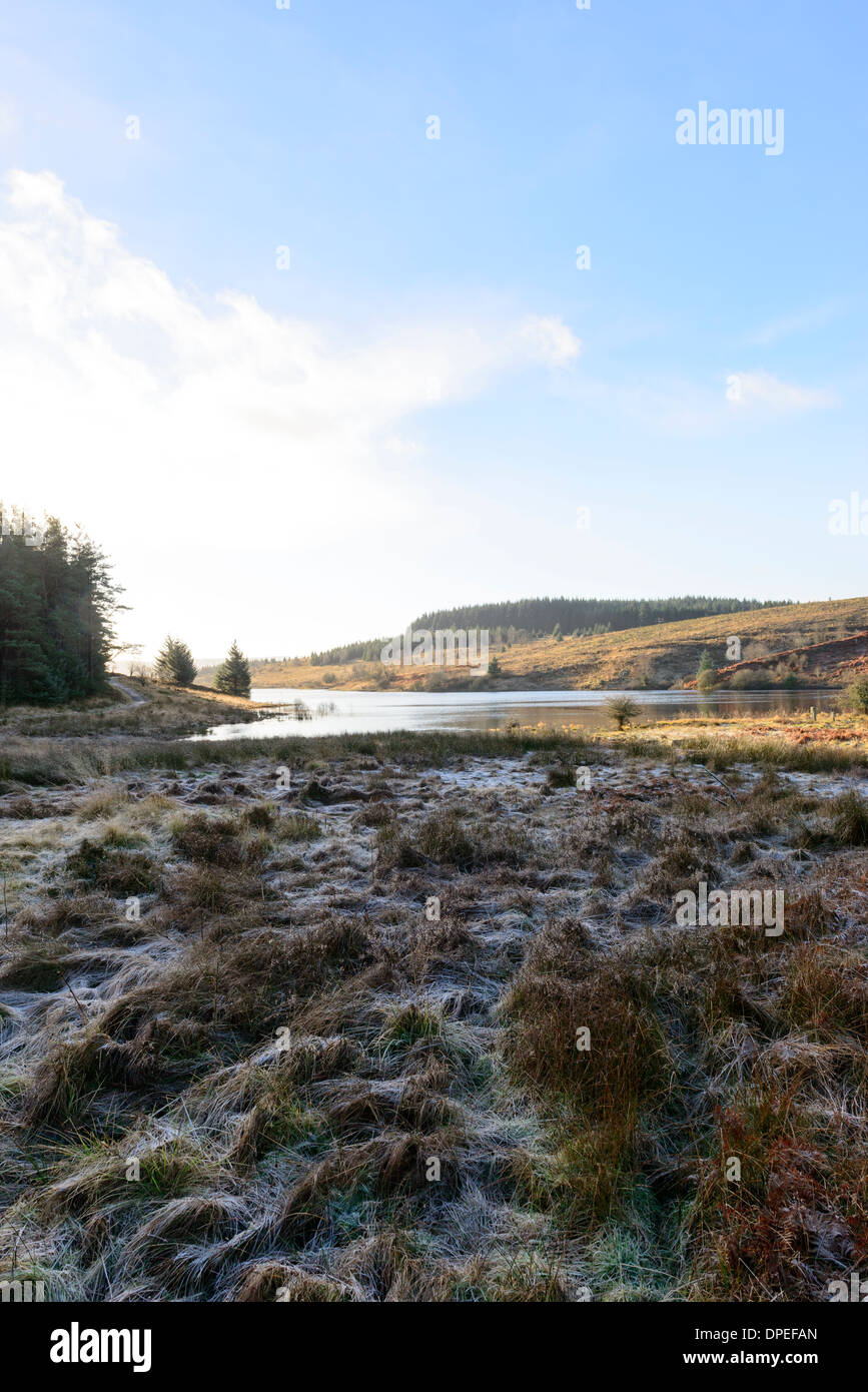 Pine trees kielder hi-res stock photography and images - Alamy