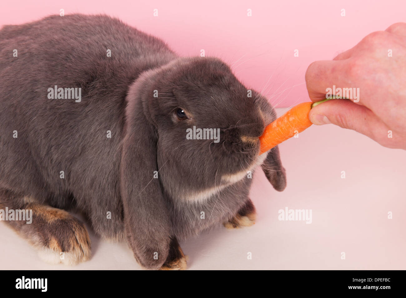 Rabbit French lop eating fresh carrot on pink background Stock Photo ...