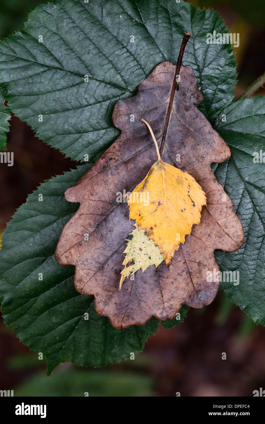 Living leaves hi-res stock photography and images - Alamy