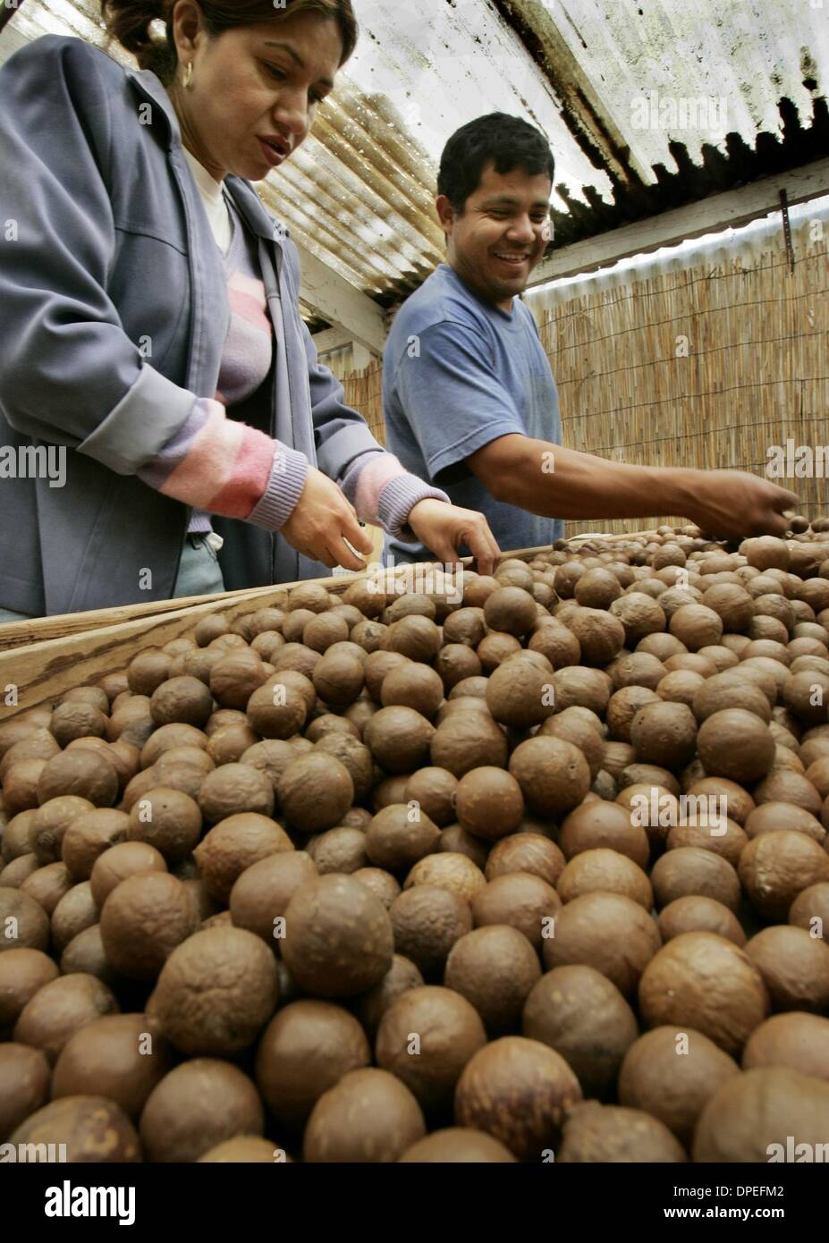 Macadamia nut sorting hi-res stock photography and images - Alamy