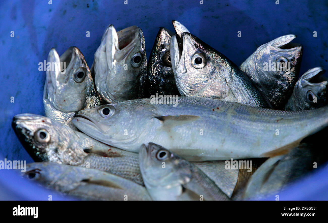 Croakers hi-res stock photography and images - Alamy