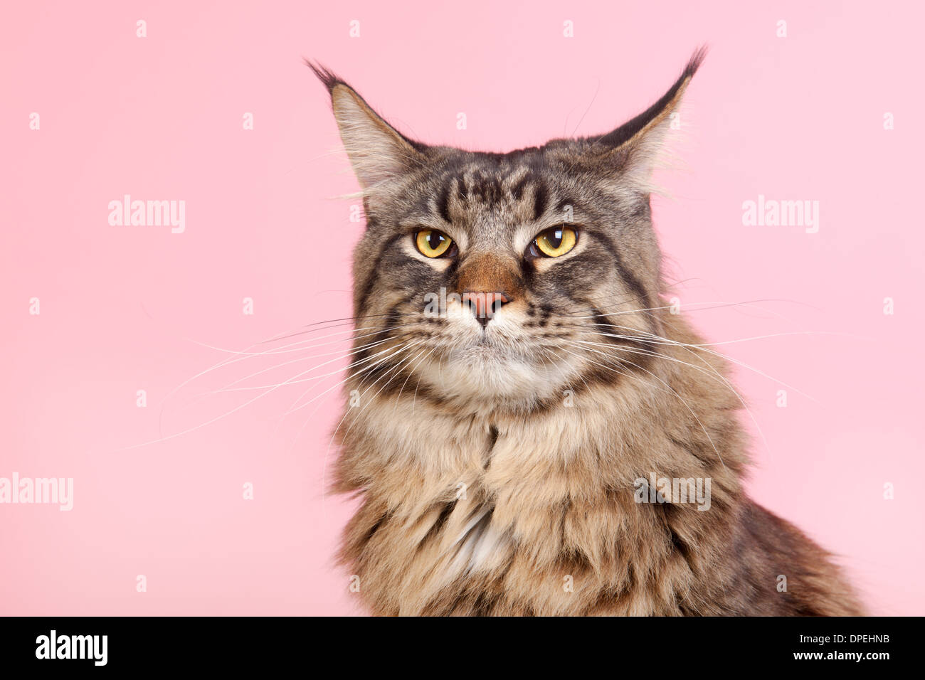 Portrait pedigree Maine Coon cat on pastel color pink Stock Photo - Alamy