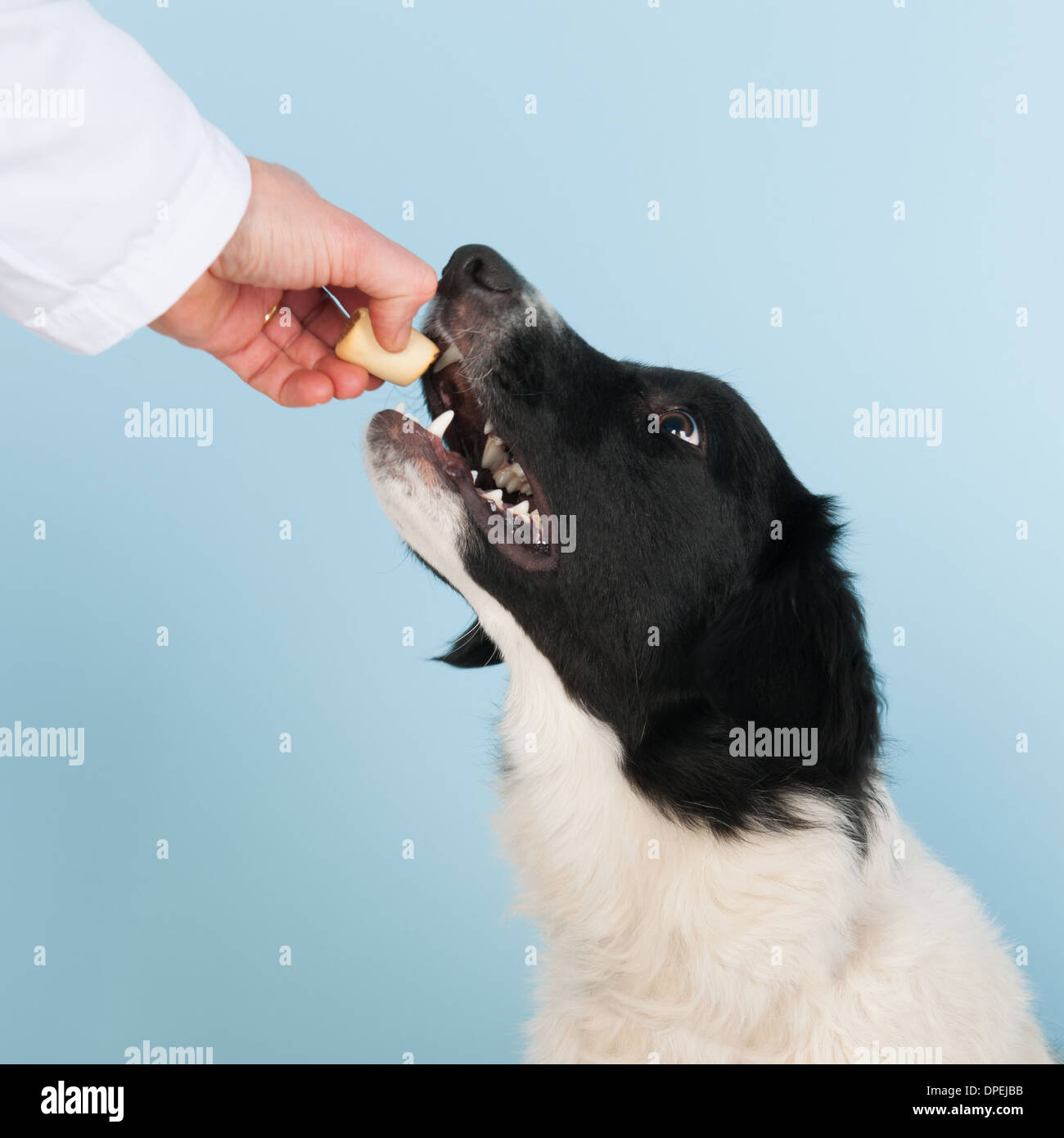 Vet is giving a reward to the brave dog Stock Photo - Alamy