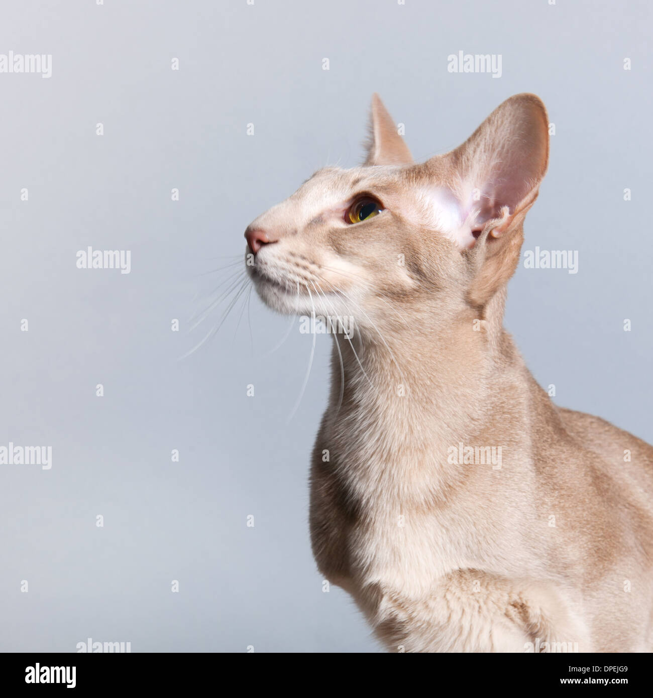 Portrait of Lavender Siamese cat isolated over gray background Stock ...