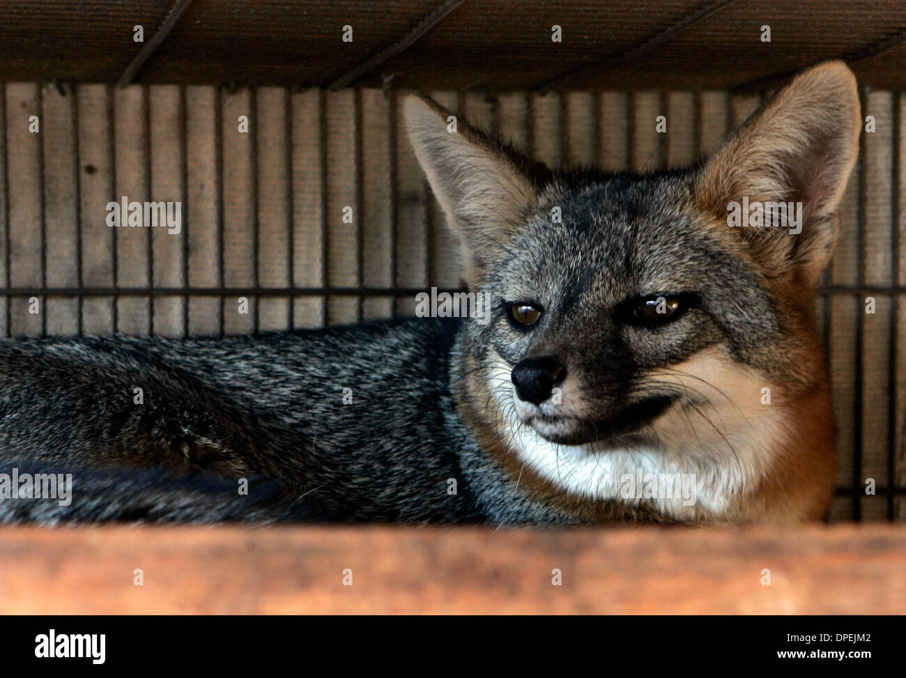 (Published 10/13/2005, B-3:1) A red-tailed fox named Dusty at Emergency ...