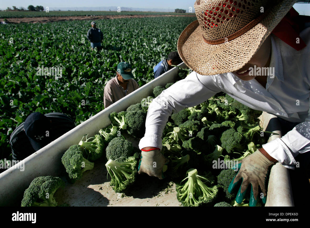 Broccoli crowns hi-res stock photography and images - Alamy