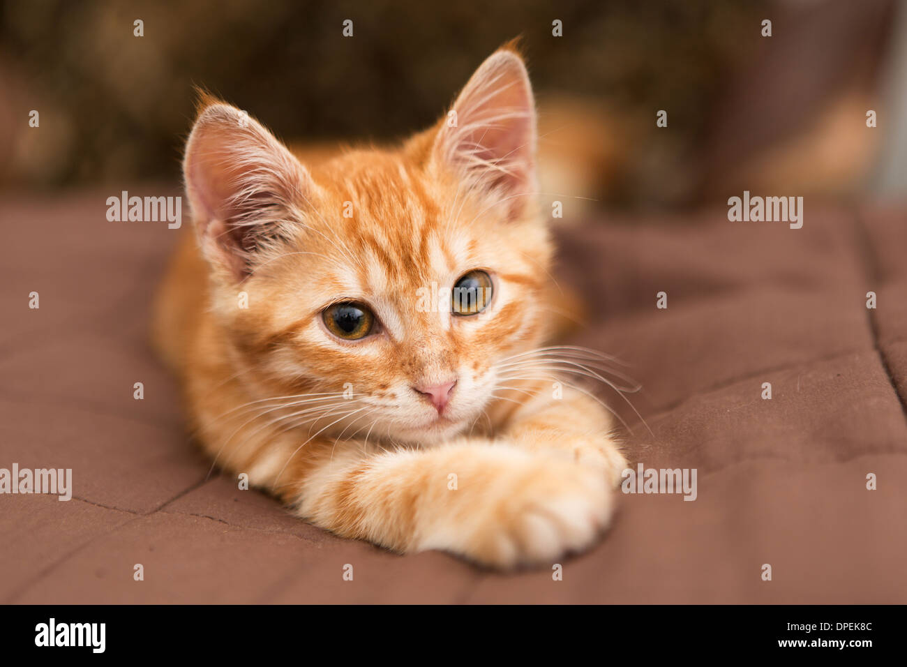 Little orange kitten lie on the bed Stock Photo - Alamy