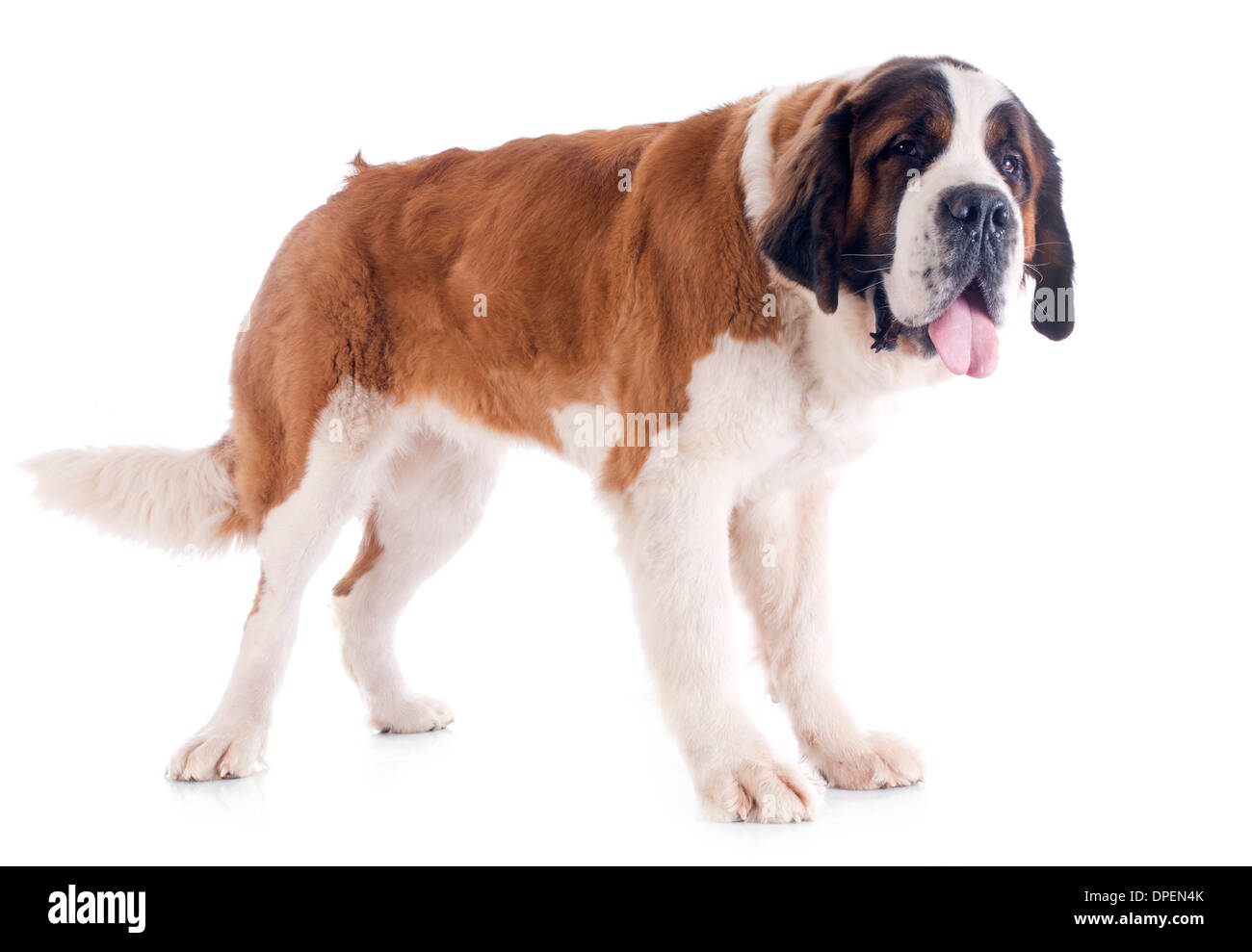 Saint bernard hi-res stock photography and images - Alamy